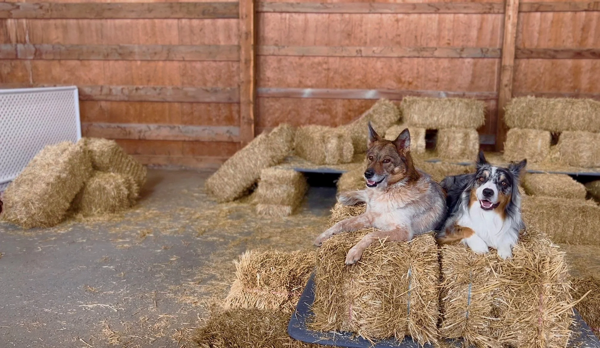 Barn Hunt — Cultured Canines | Professional Dog Training in Calgary