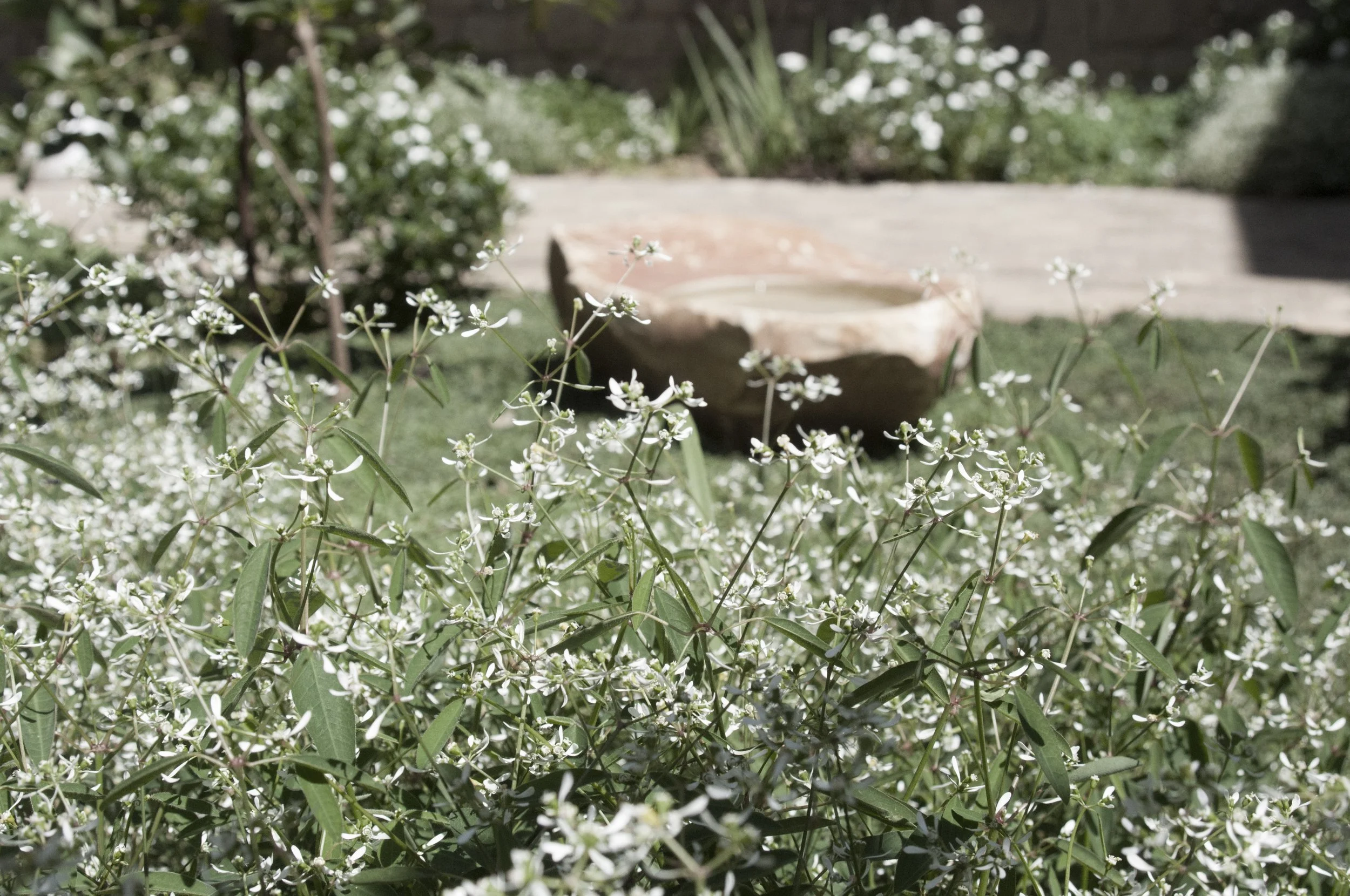 The Landscape Studio