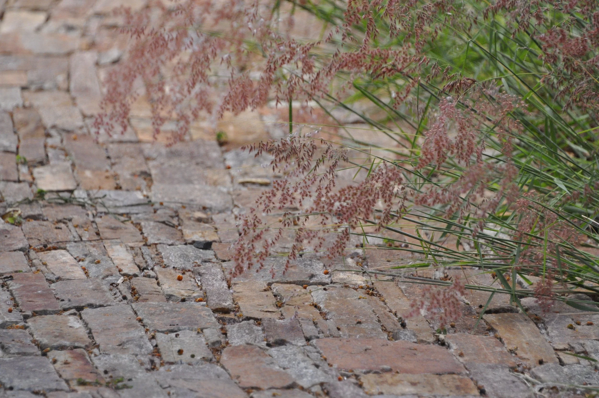 Mara Luna — The Landscape Studio