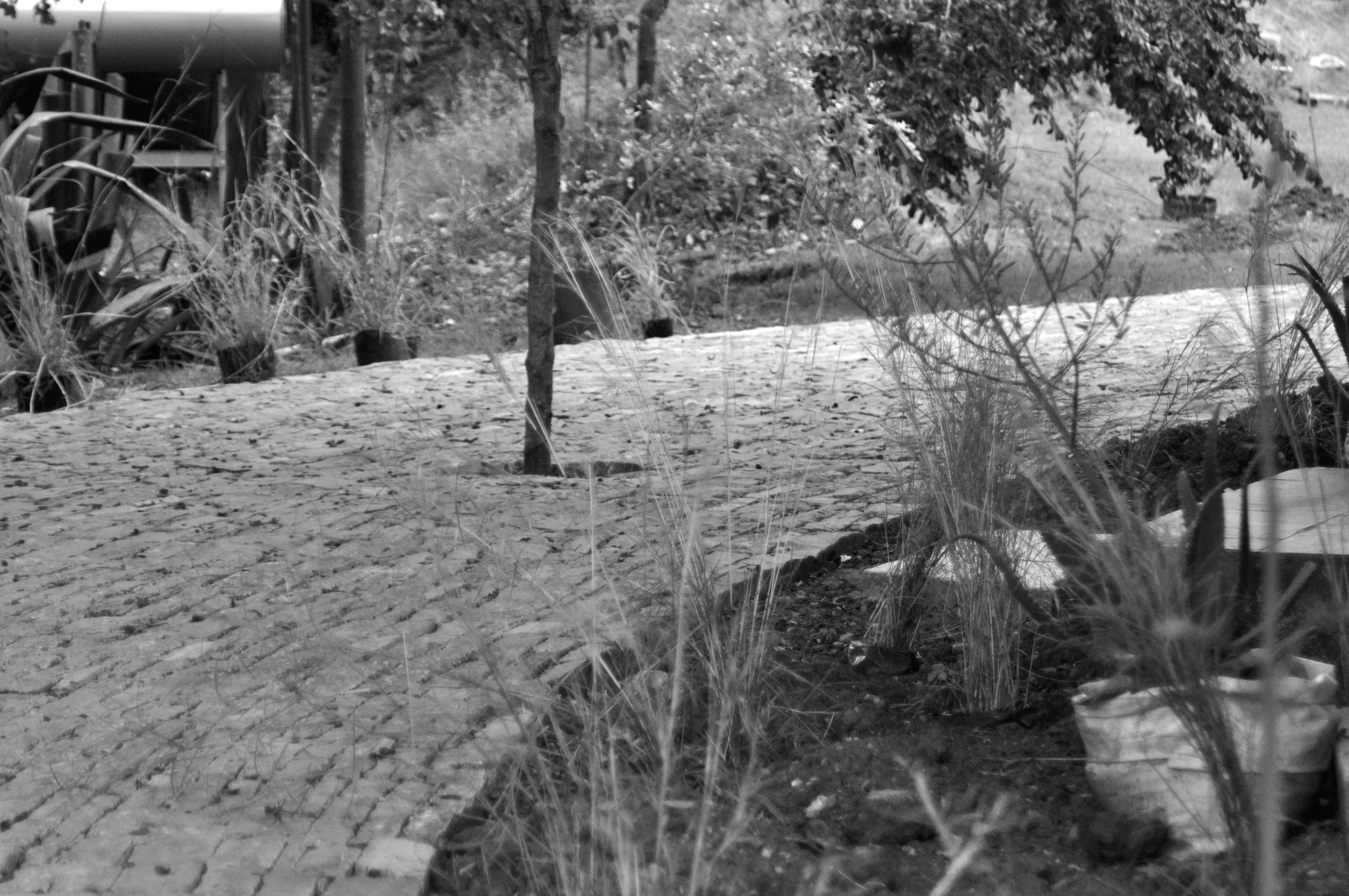 Mara Luna — The Landscape Studio