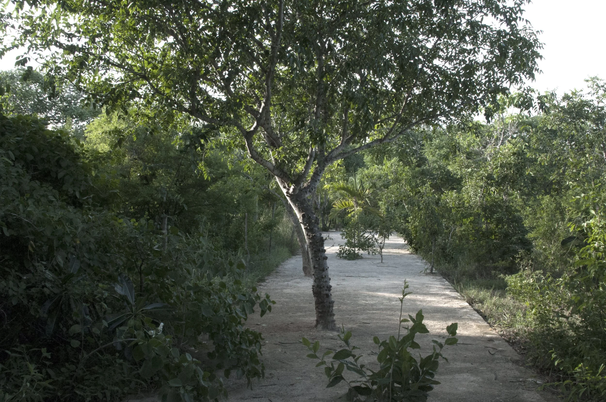 The Landscape Studio