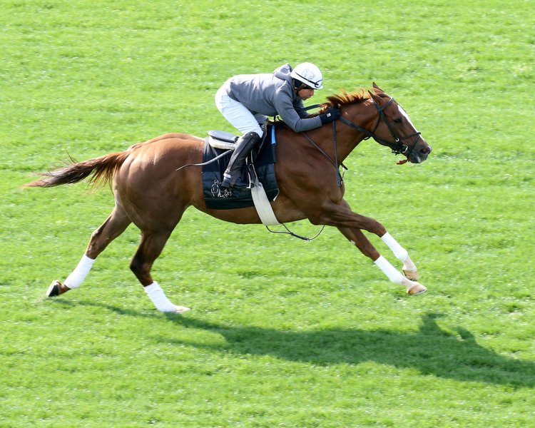 Under the Hoof: The Science and History of Horse Racing Track Surfaces ...