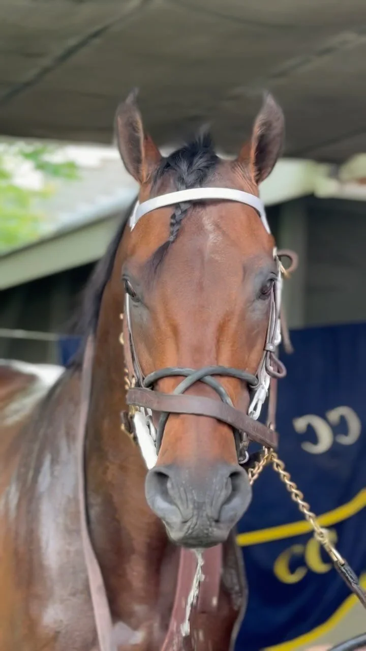 Amplify Horse Racing