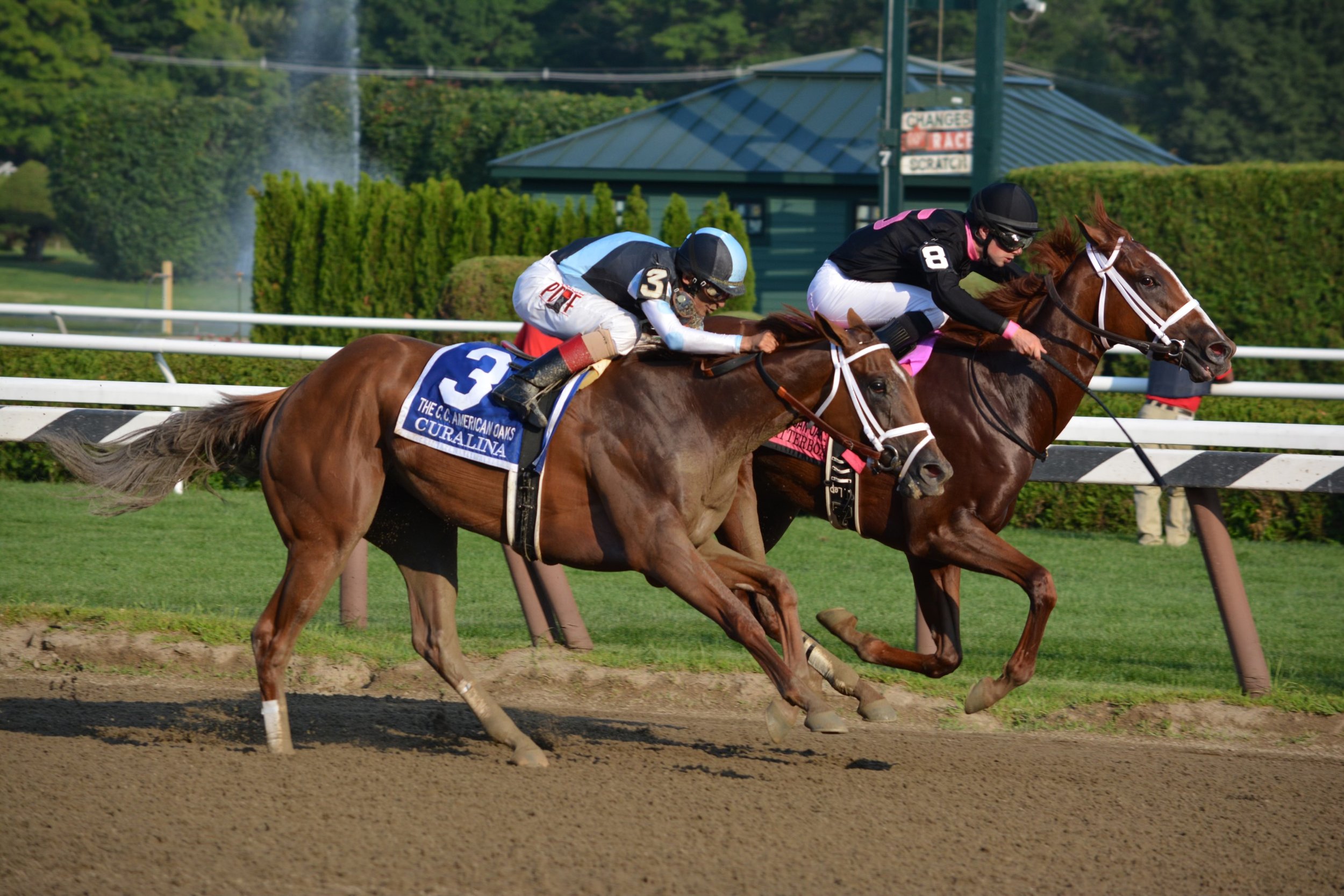 LEARN — Amplify Horse Racing