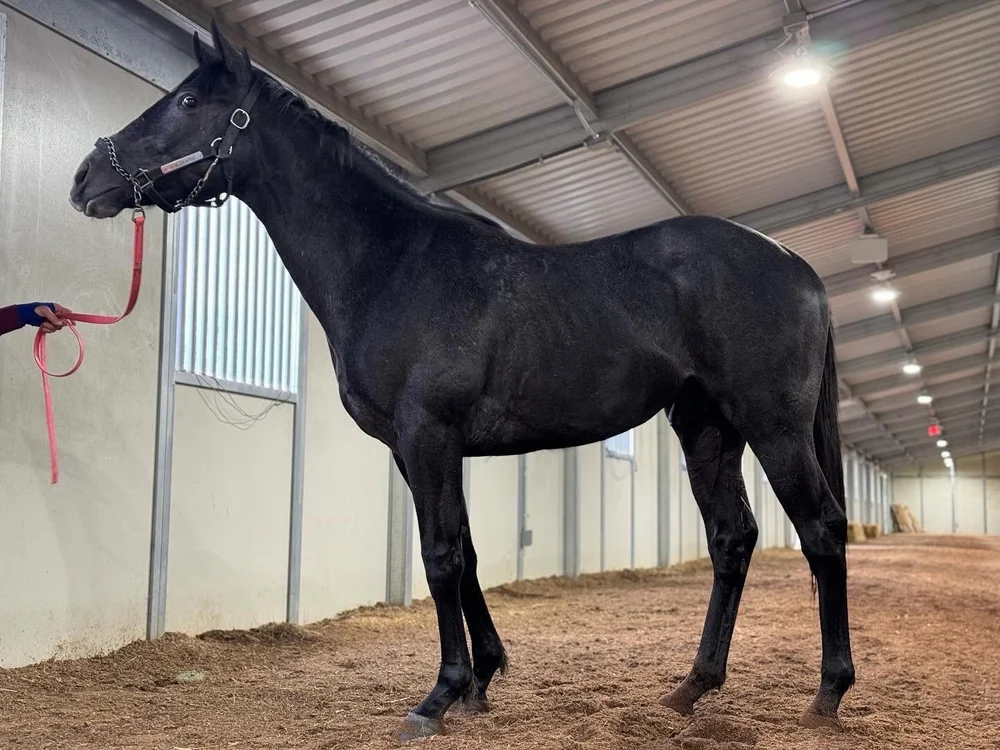 Chapter 1: A Racehorse's Journey – A Day in the Life — Amplify Horse Racing