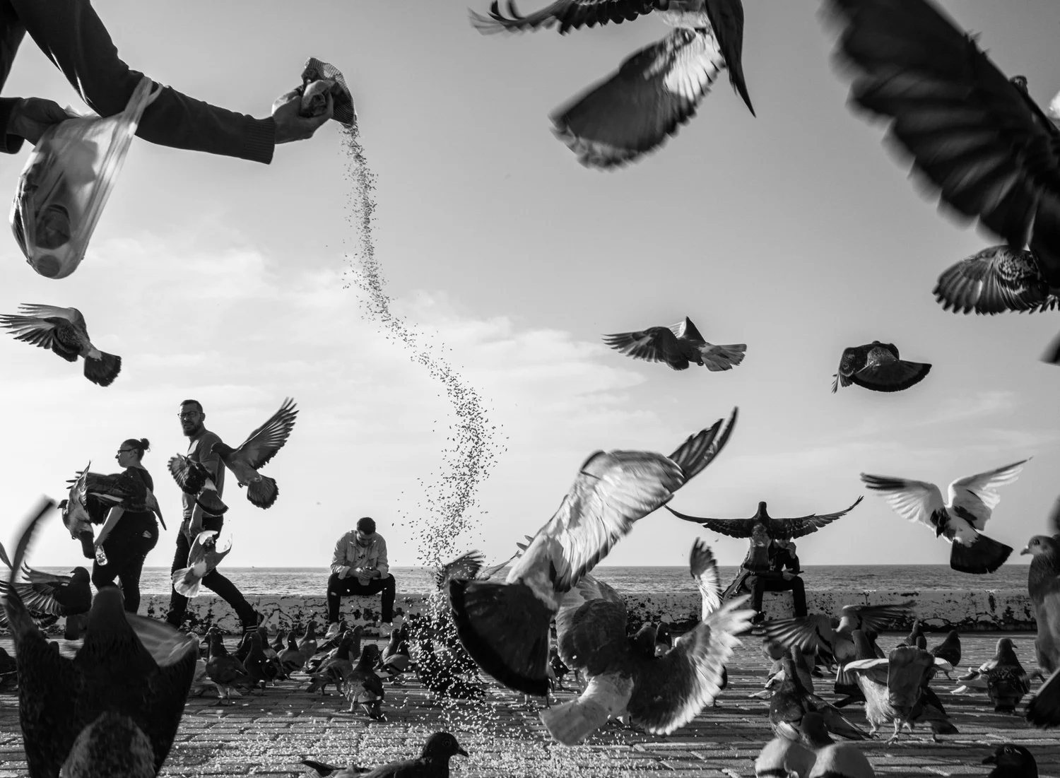 Pigeons of Kyrenia, Cyprus — Charis Ioannou