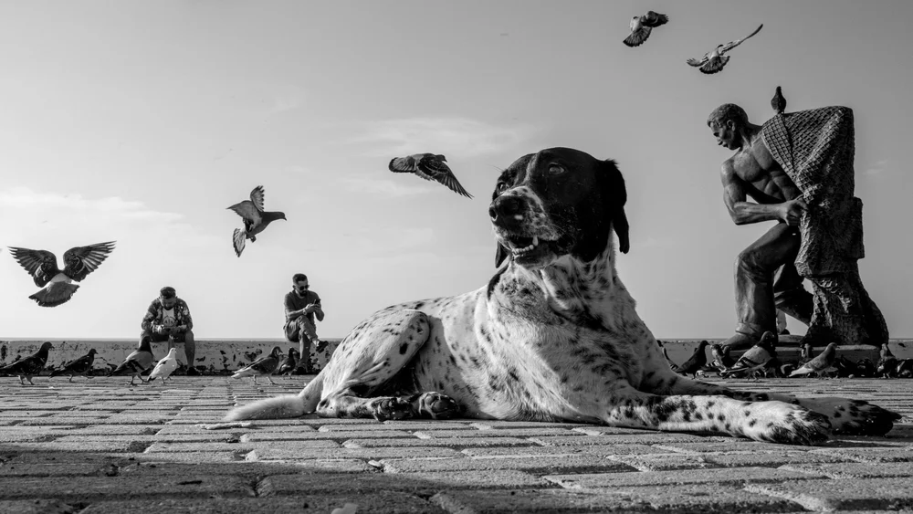 Stray dogs of Kyrenia, Cyprus — Charis Ioannou
