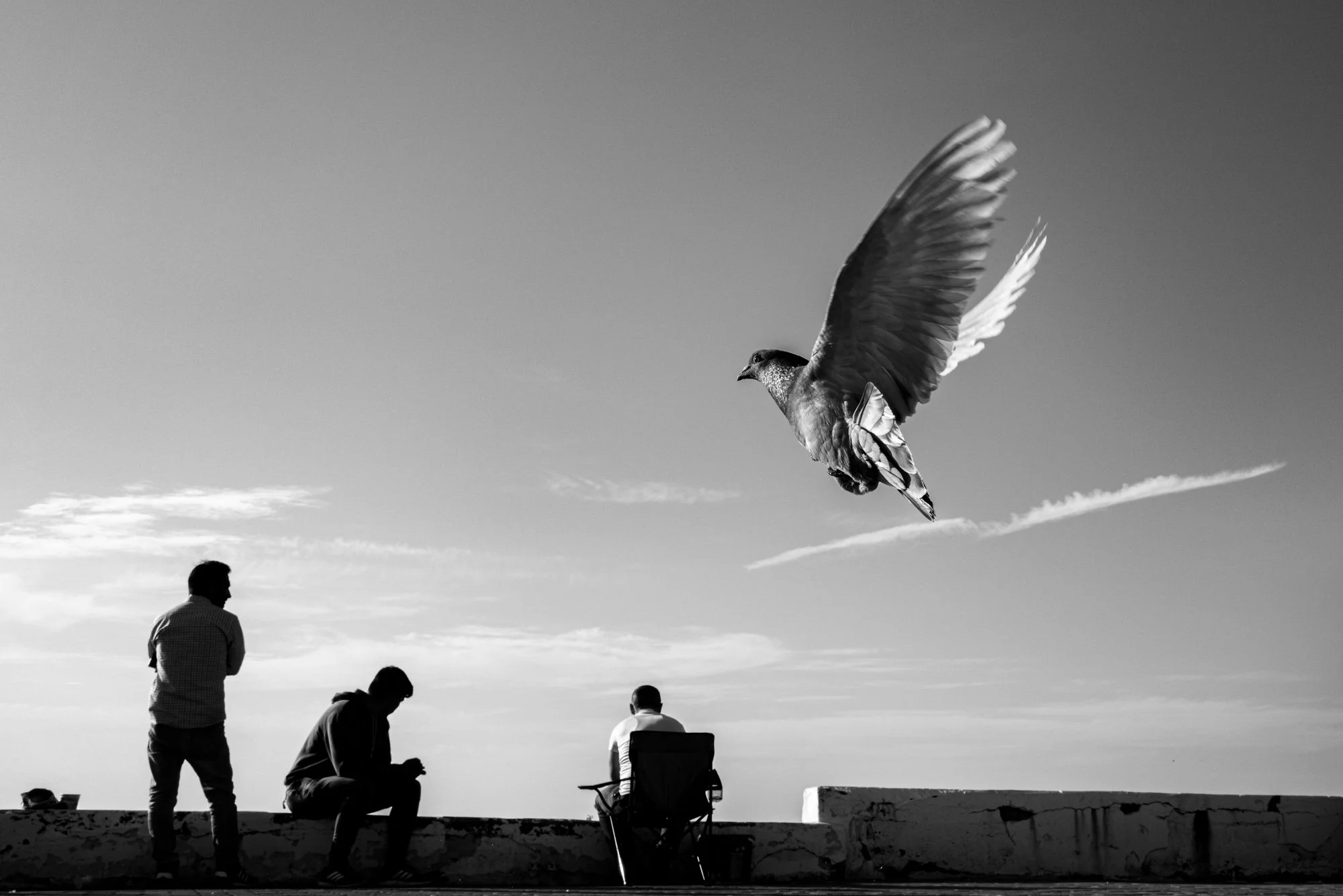 Pigeons of Kyrenia, Cyprus — Charis Ioannou