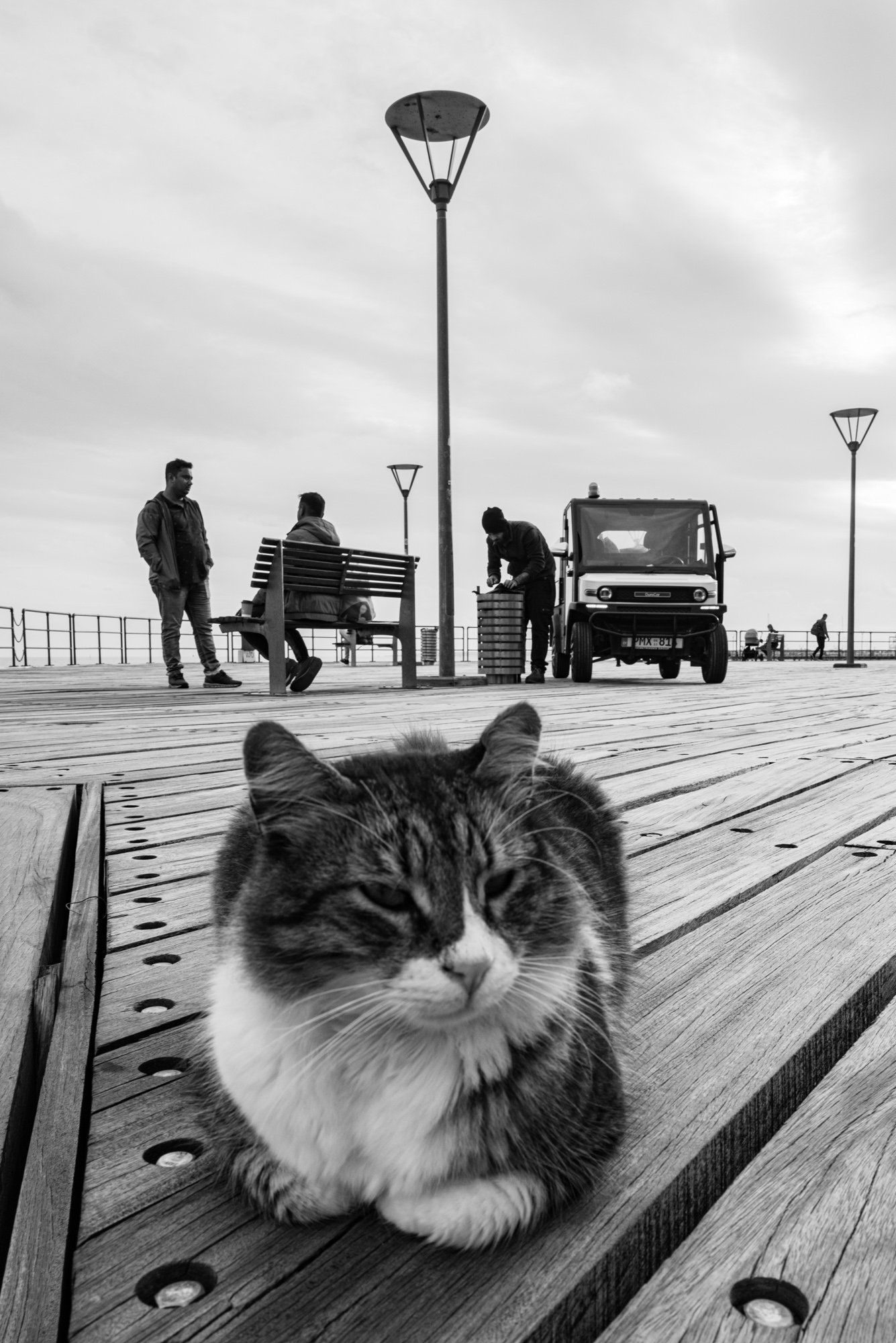 More dogs and cats — Charis Ioannou