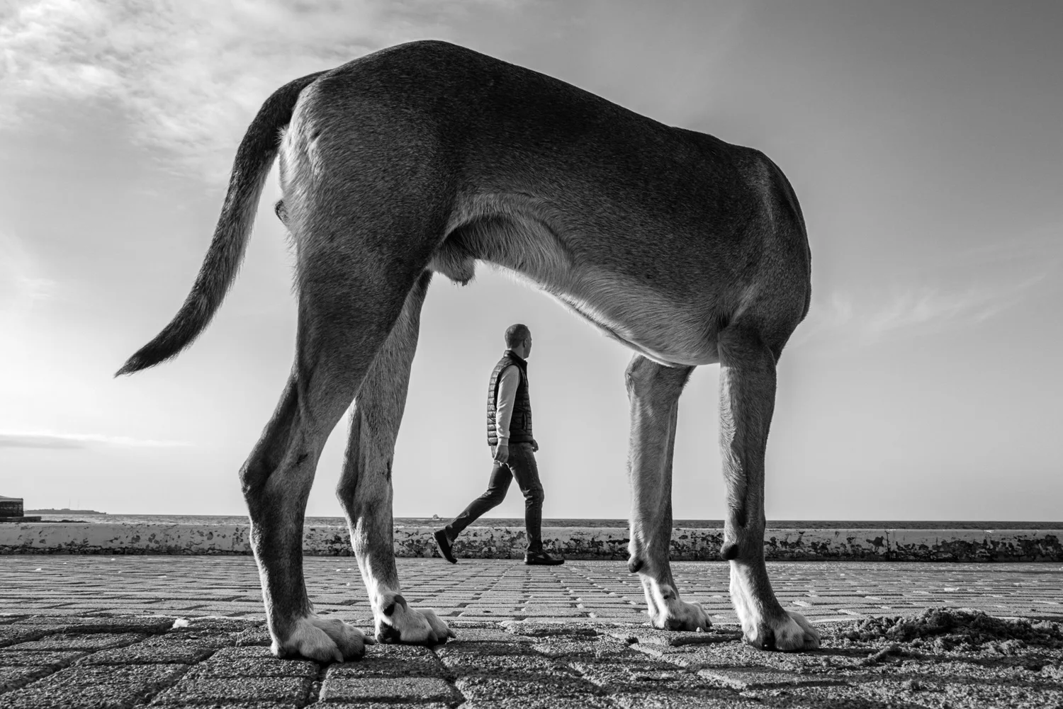 Stray dogs of Kyrenia, Cyprus — Charis Ioannou