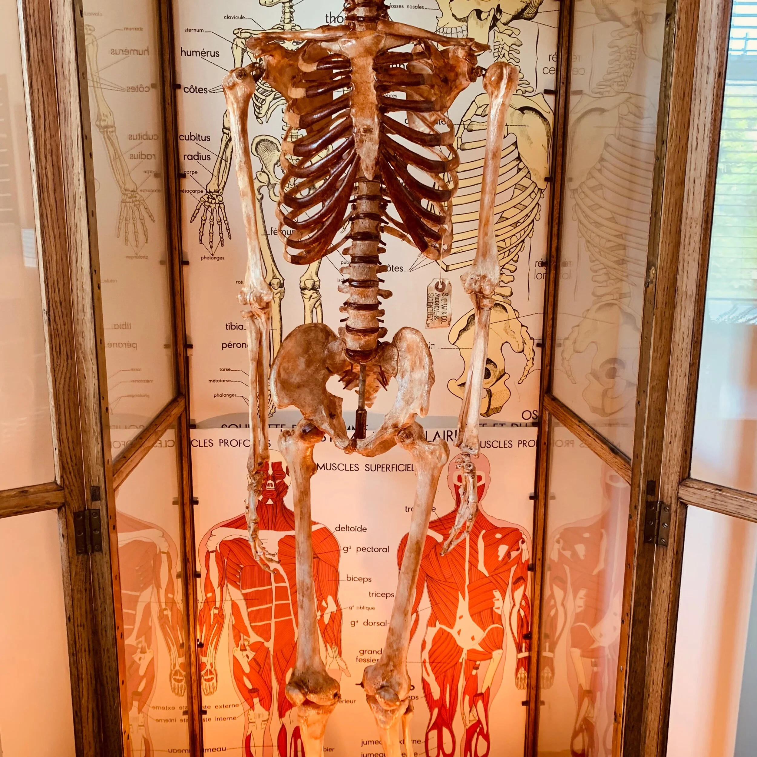 Vintage Anatomic Training Anne — Ware Interiors