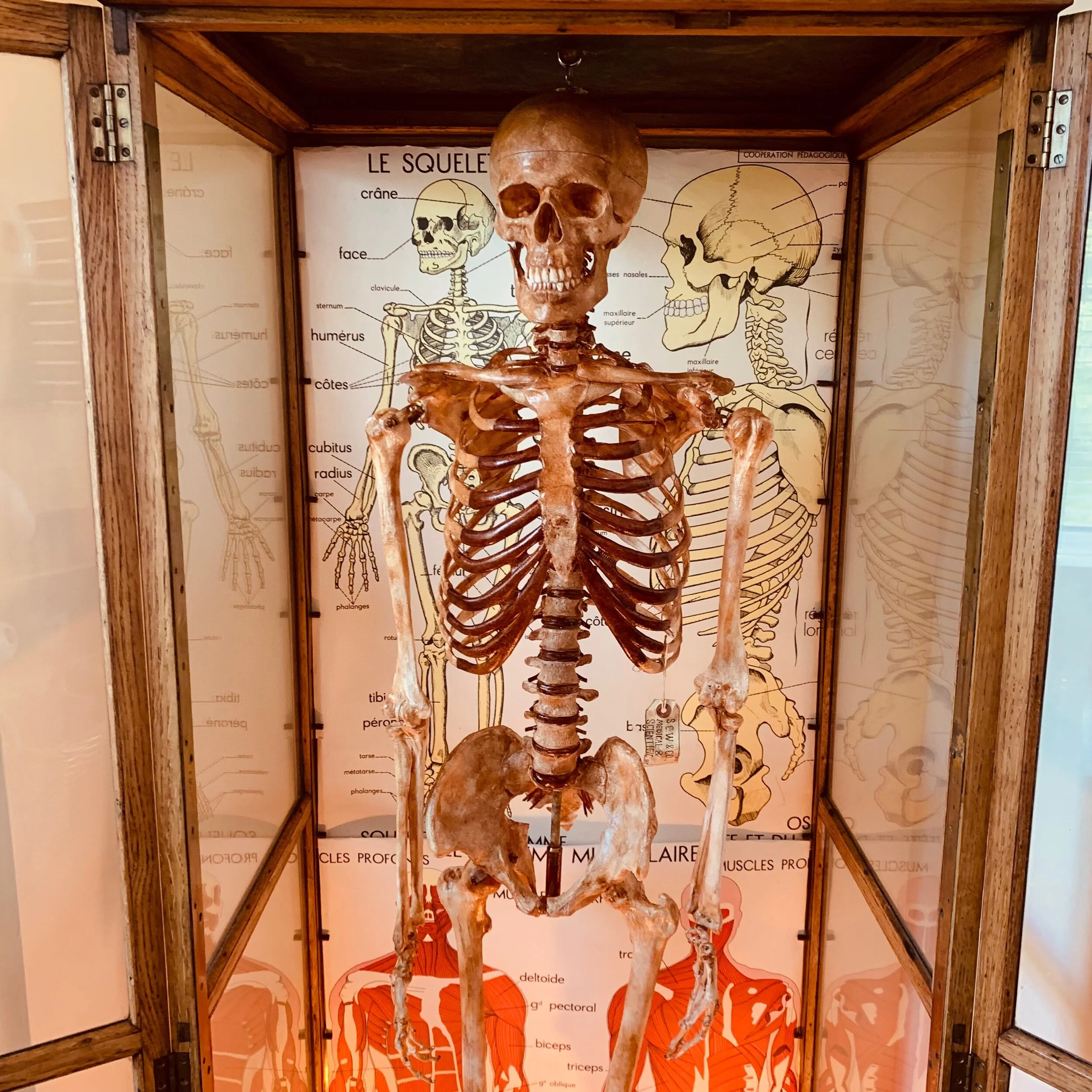 Vintage Anatomic Training Anne — Ware Interiors