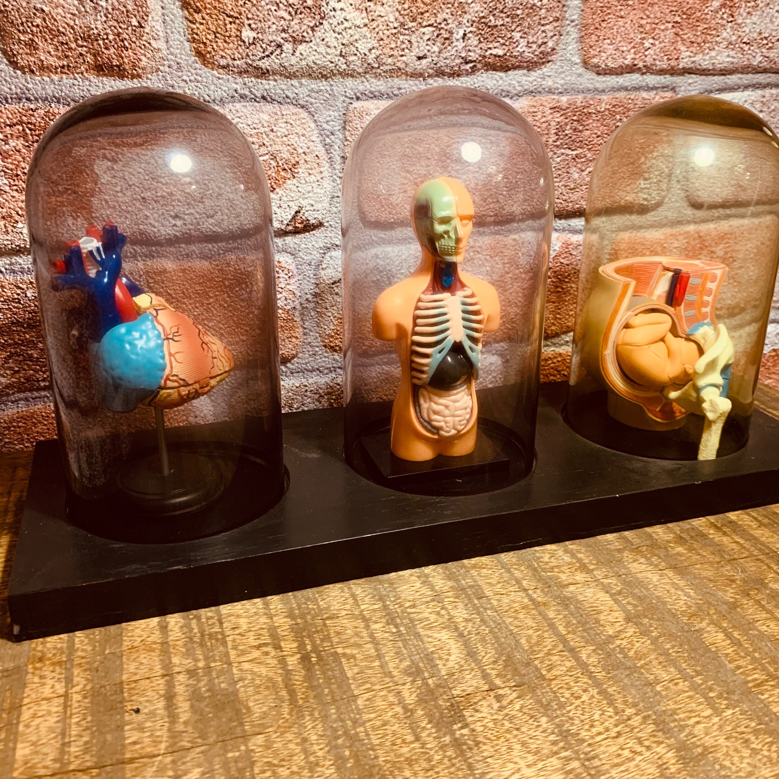 Vintage Anatomic Training Anne — Ware Interiors