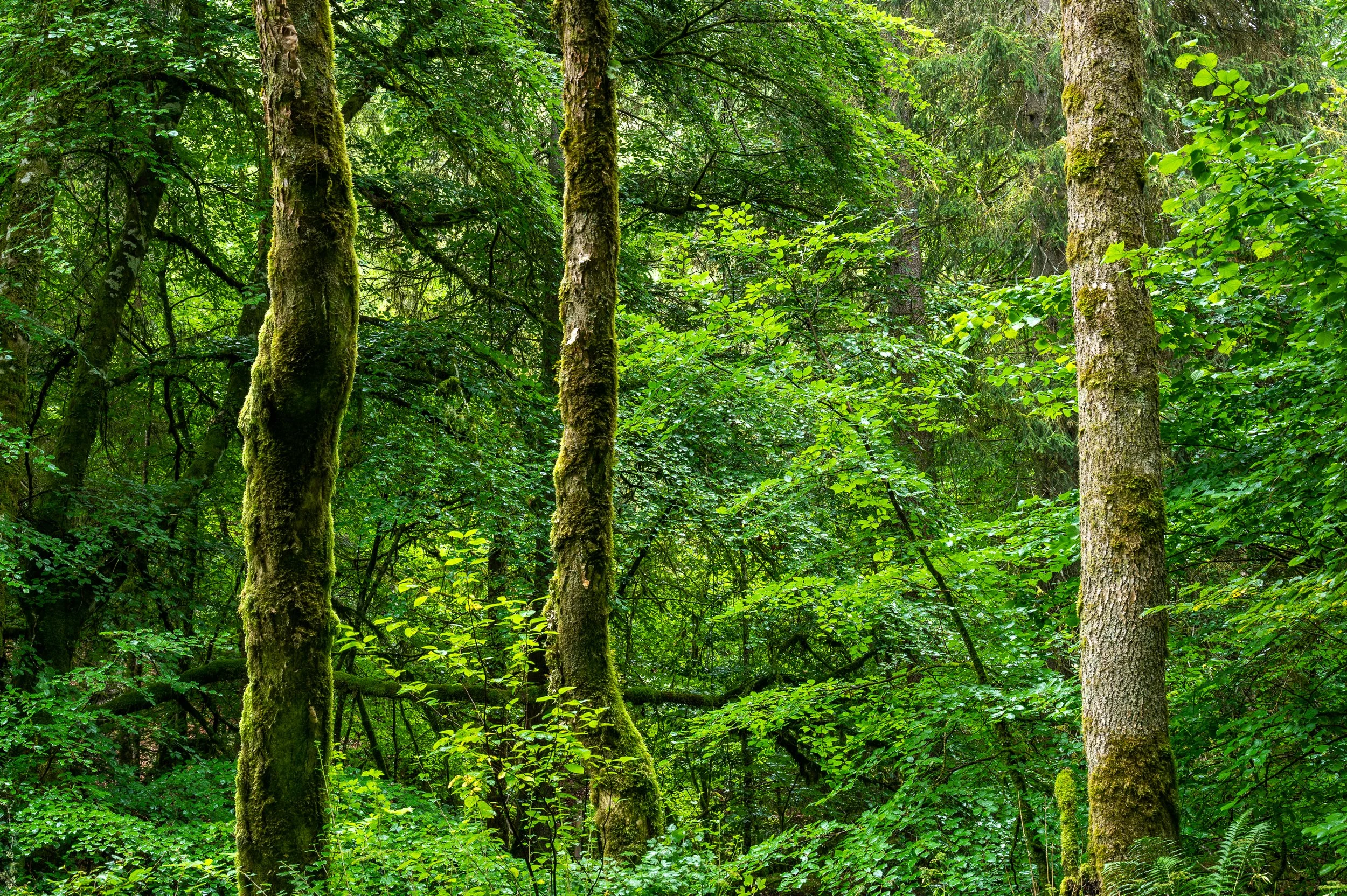 Photographic Connections