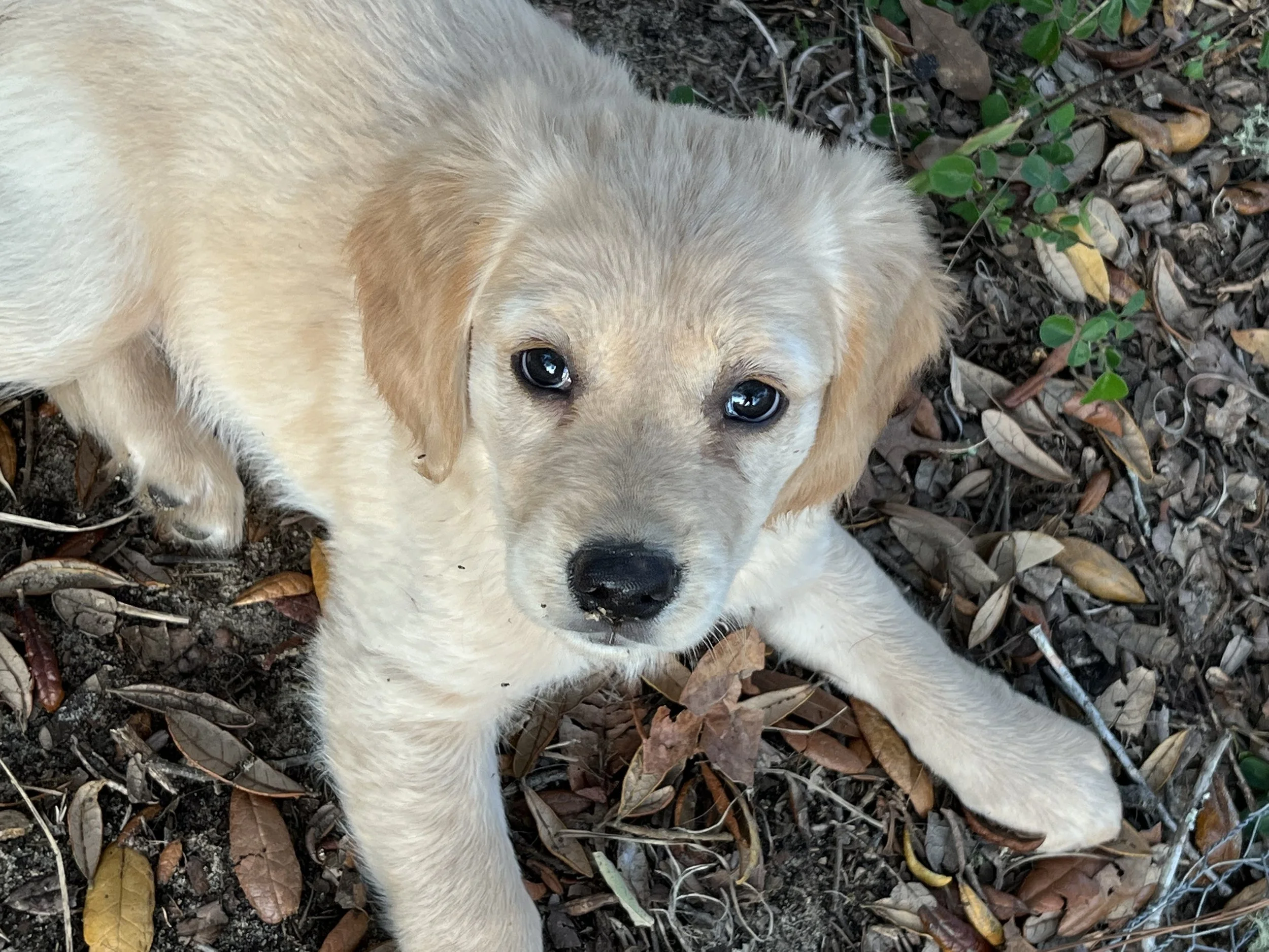 Mini Golden Retrievers FL