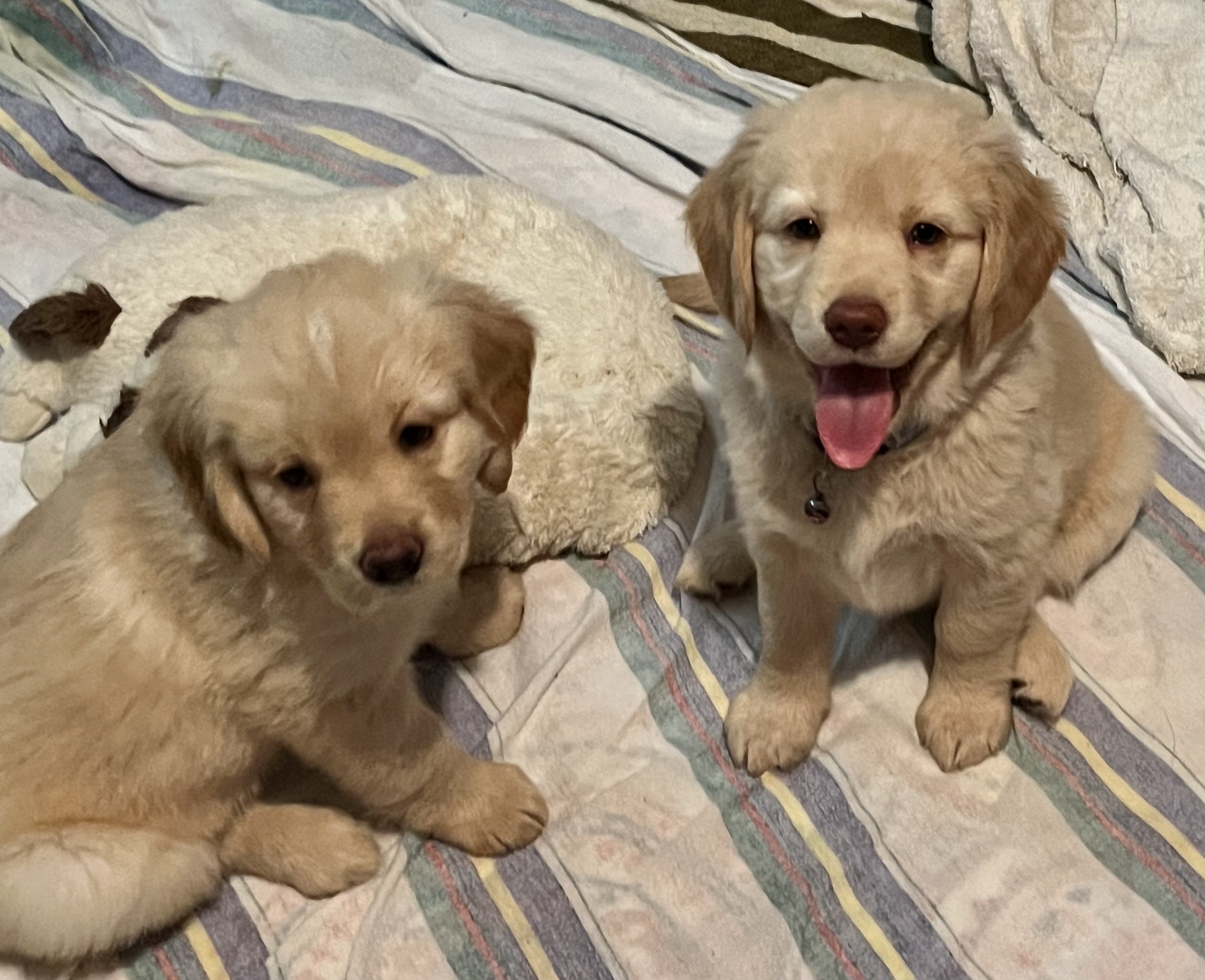 Mini Golden Retrievers FL
