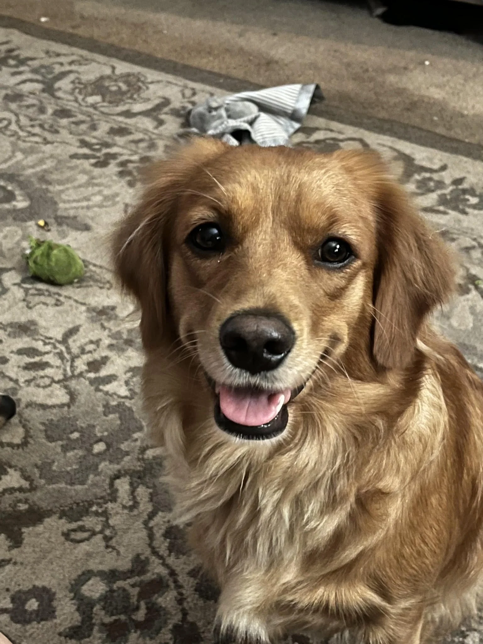 Mini Golden Retrievers FL