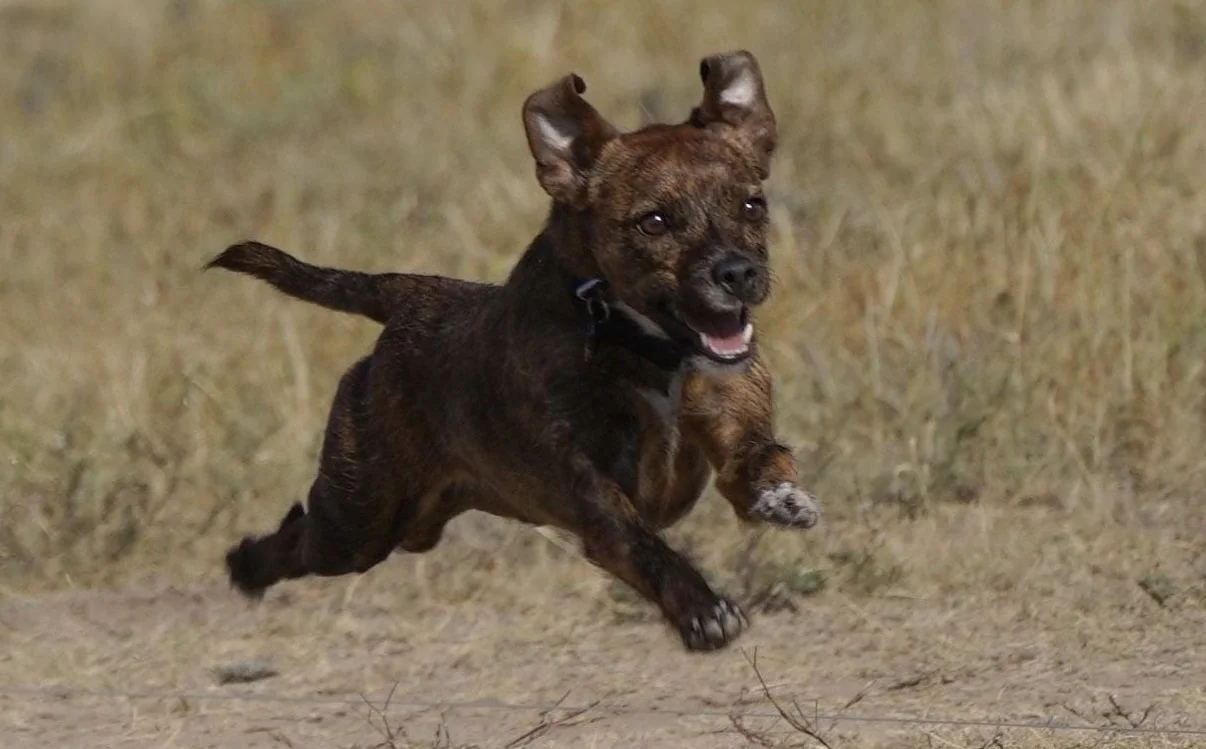 Front Range K9 Academy | Transform Your Dog