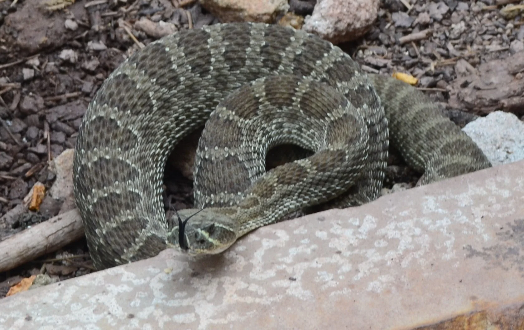 Rattlesnake Training for Dogs: Colorado Snake Avoidance — Front Range K9 Academy