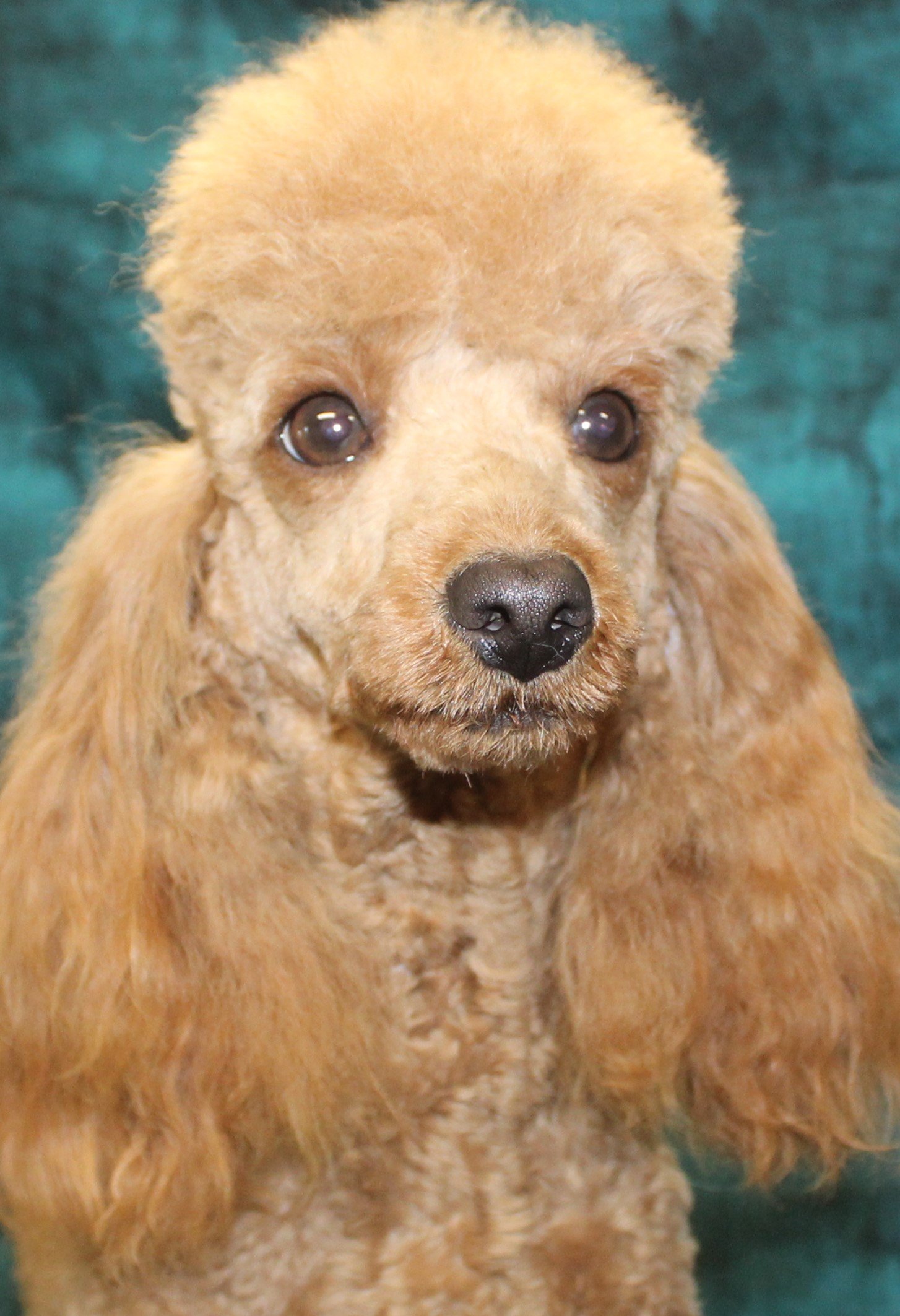 Our Poodles — Echo Hills Ranch