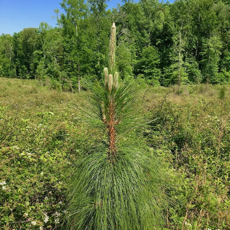 Conservation Land Management Wbwf
