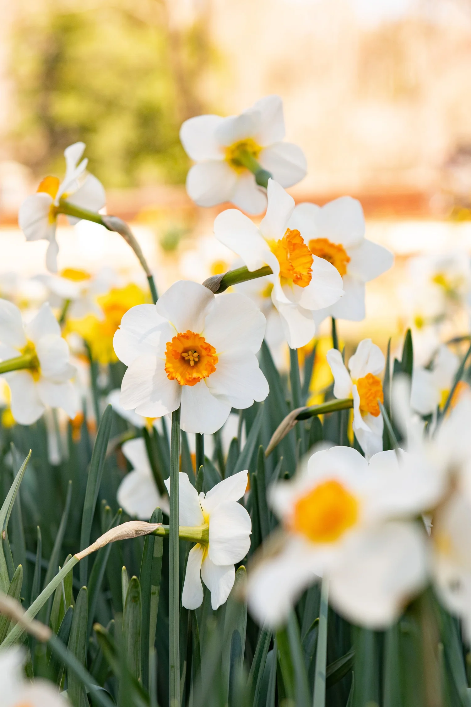 38th Annual Daffodil Festival — Gloucester County, VA
