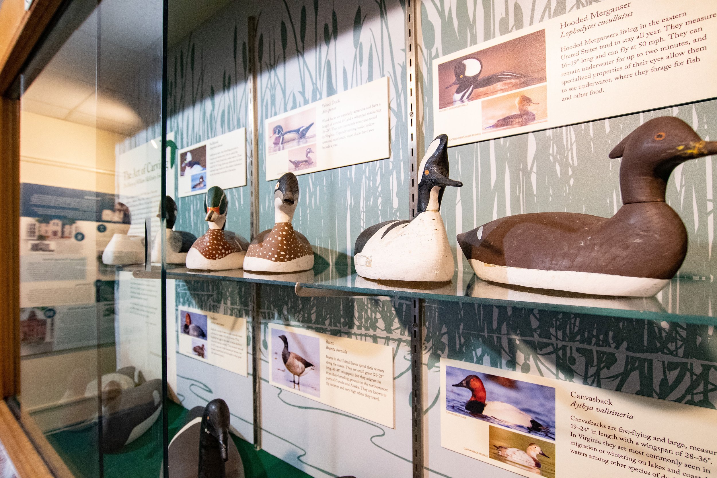 Historic Duck Decoys Carved by Local Legend William McKinley Smith ...