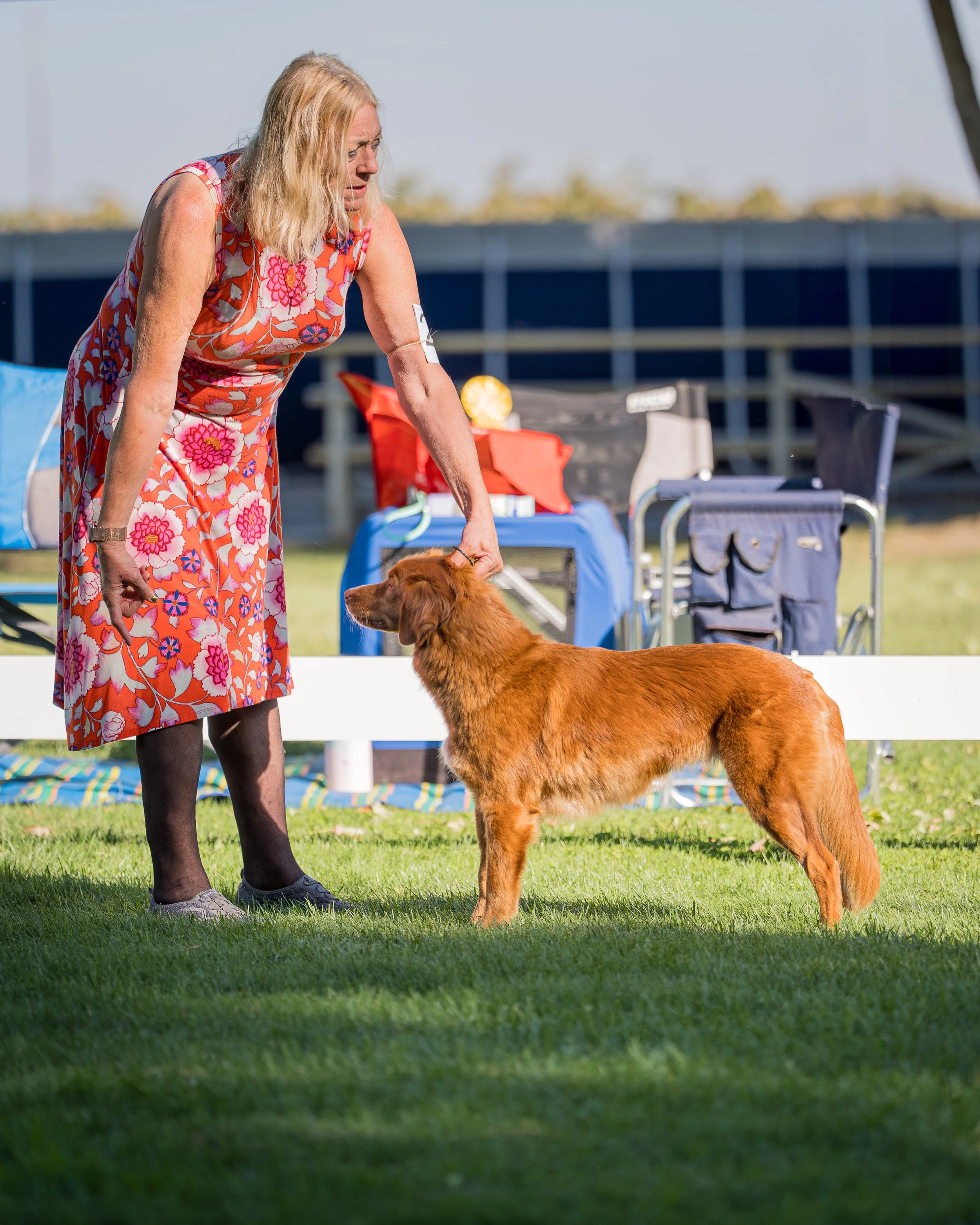 Our Girls — RedVine Tollers