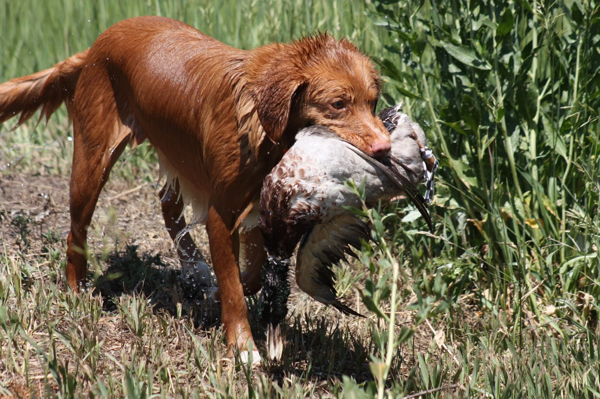 Our Girls — RedVine Tollers