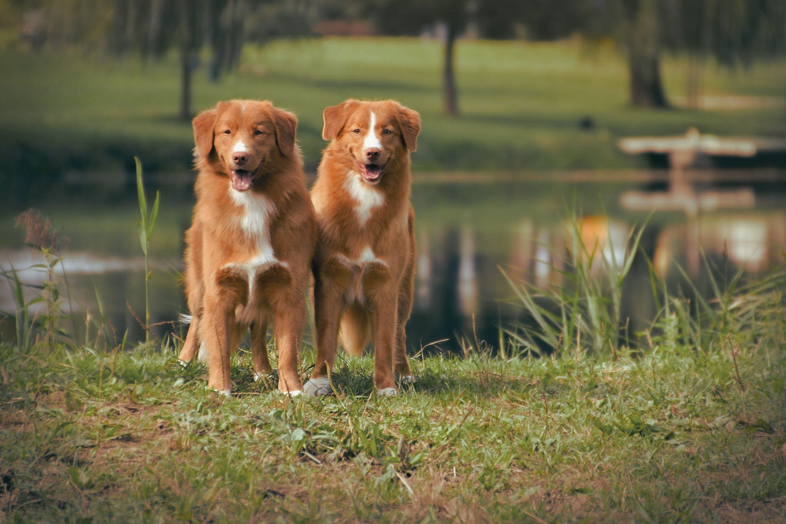 RedVine Tollers