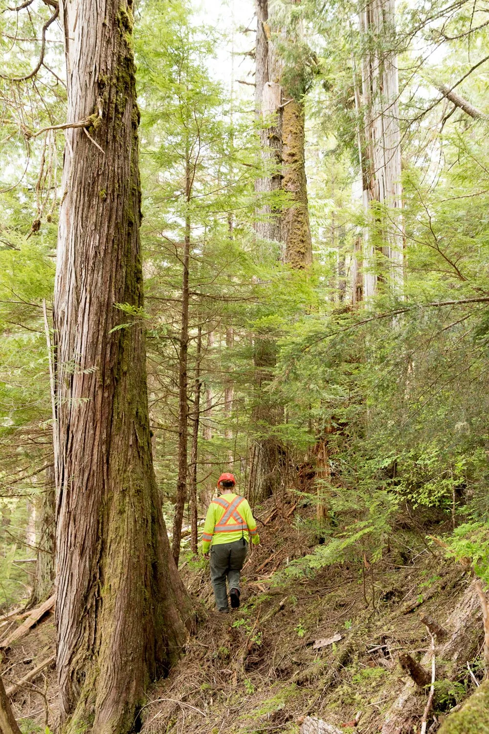 Taan Forest
