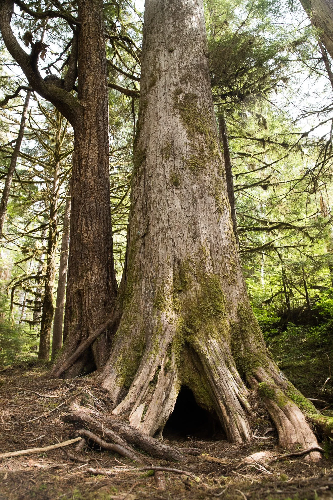 Conservation & Sustainability — Taan Forest