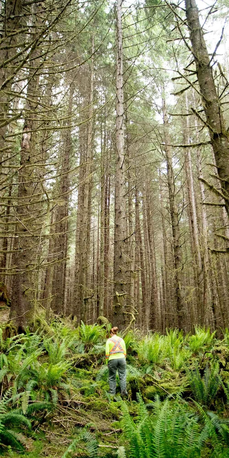 Conservation & Sustainability — Taan Forest