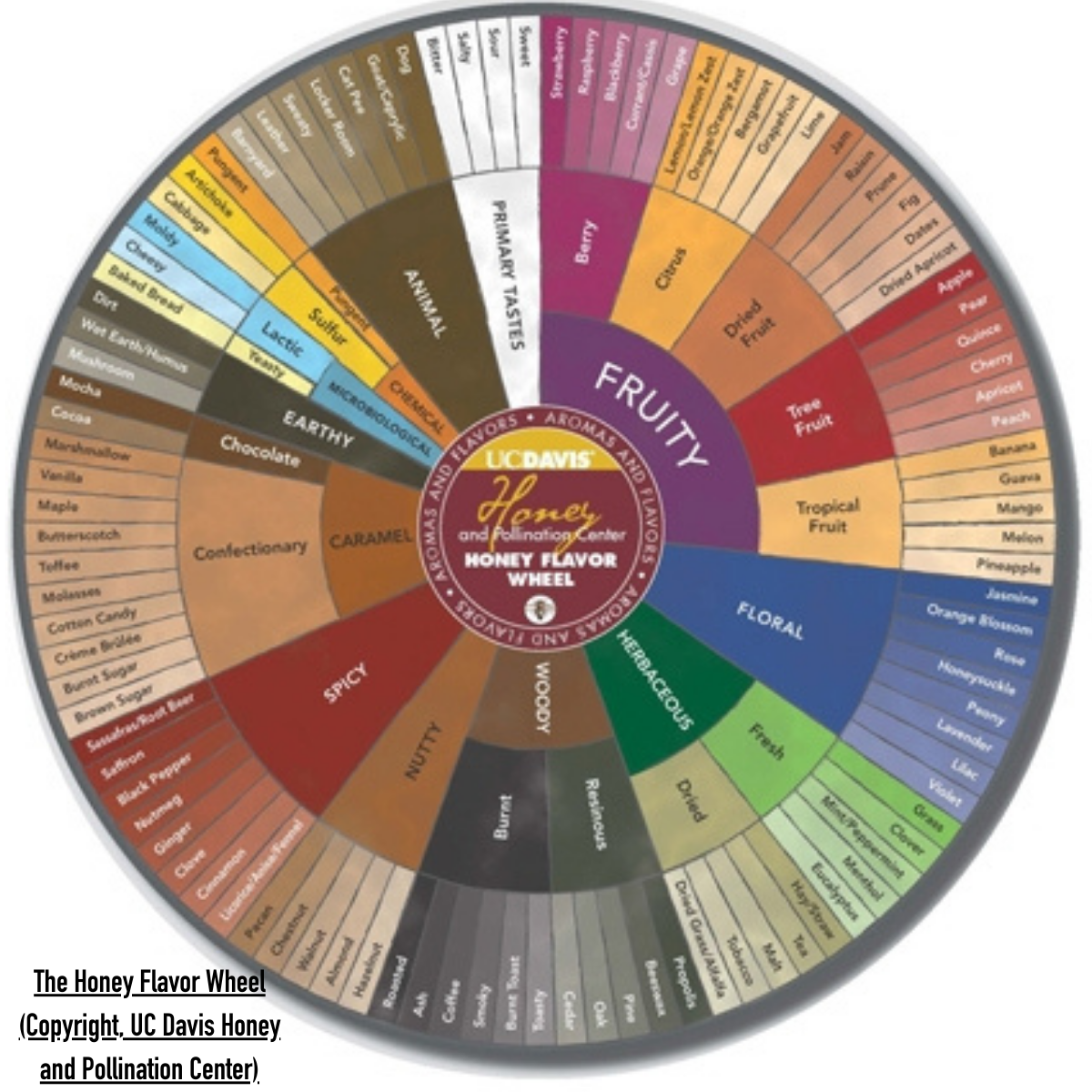 How to Taste - Flavor Wheels — How to Taste