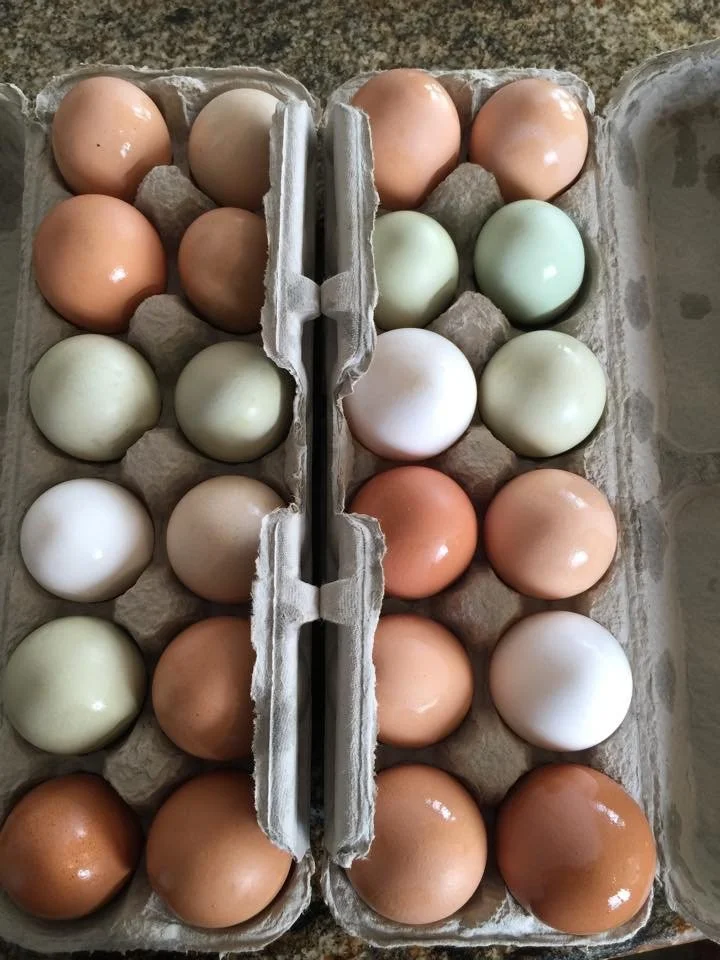 Gather and Feast Farm | Self-Service Farm Stand — Gather and Feast Farm