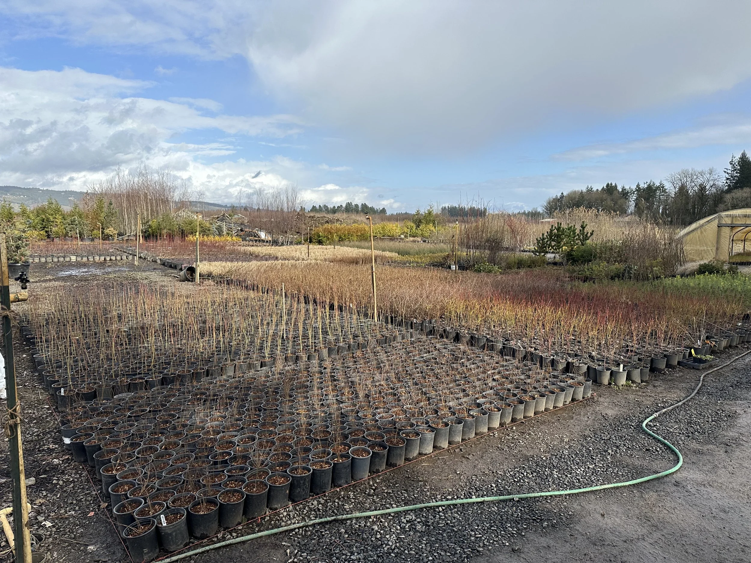 Nursery — Merten & Sons Landscape