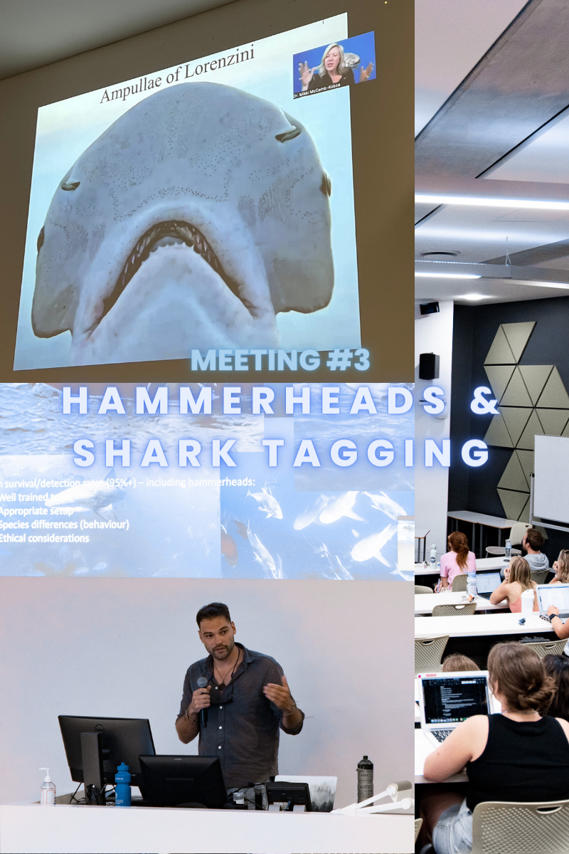 Blog — The FINstitute