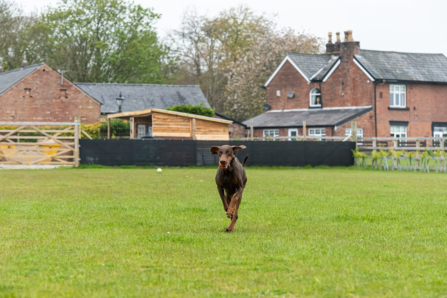 Preparing for your visit — Happy Hounds