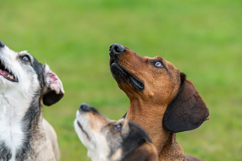 Preparing for your visit — Happy Hounds