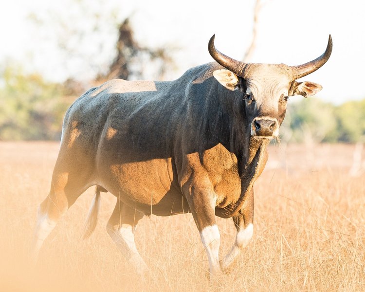 Australian Banteng and water buffalo hunting safaris Cobourg Peninsula ...