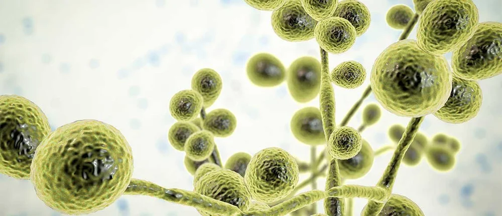 CANDIDA: SINTOMI E COME PREVENIRLA — Biomalife