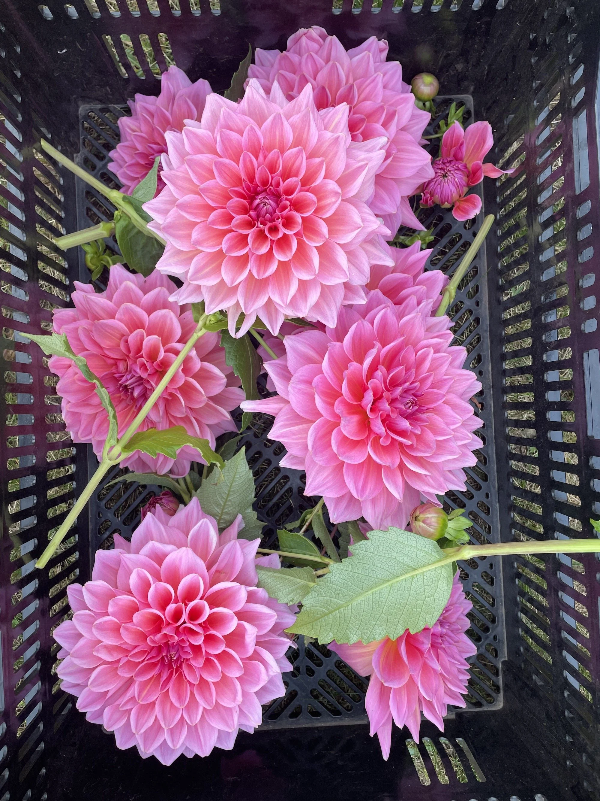 Otto's Thrill — White Barn Flower Company