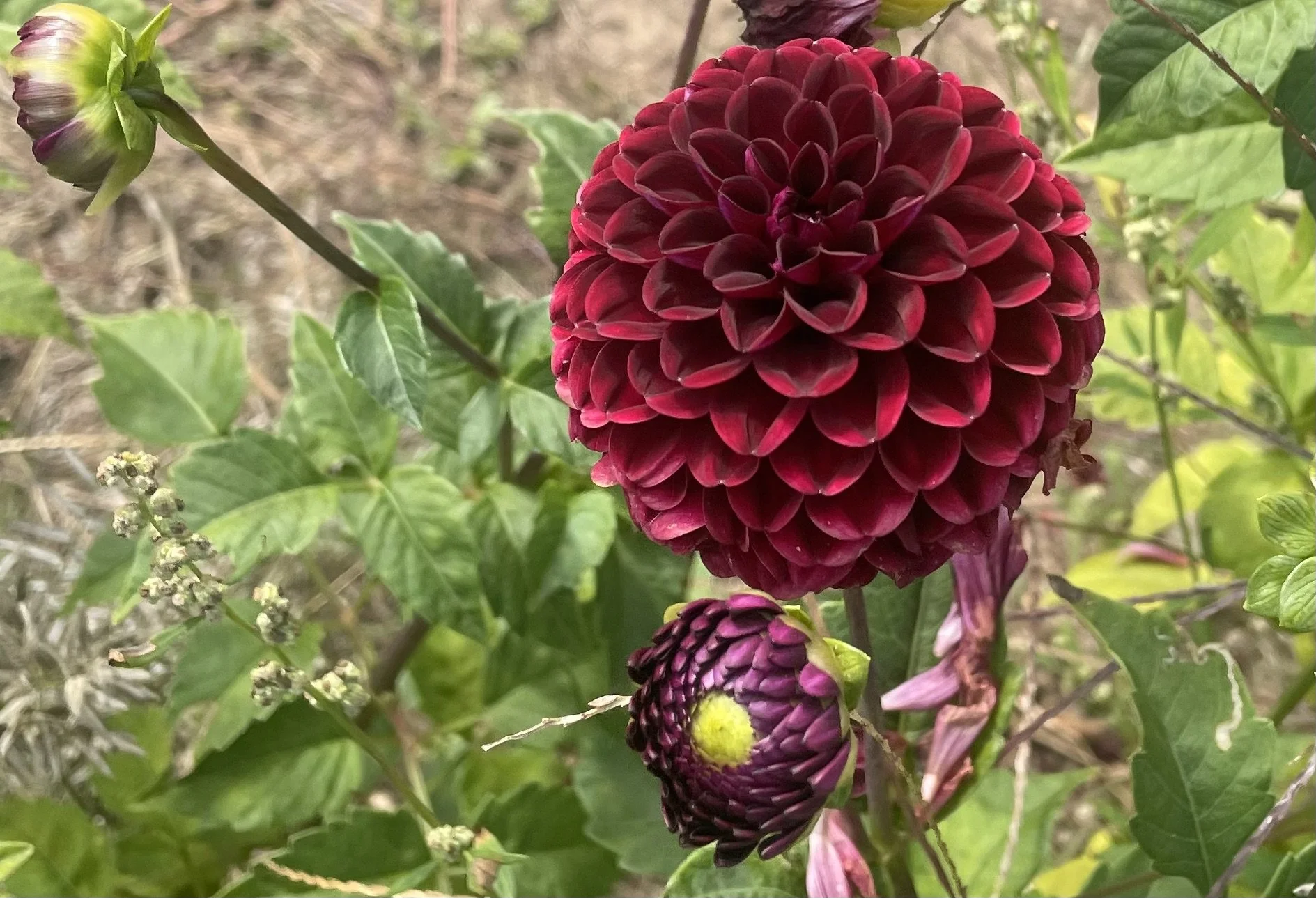 Moor Place — White Barn Flower Company