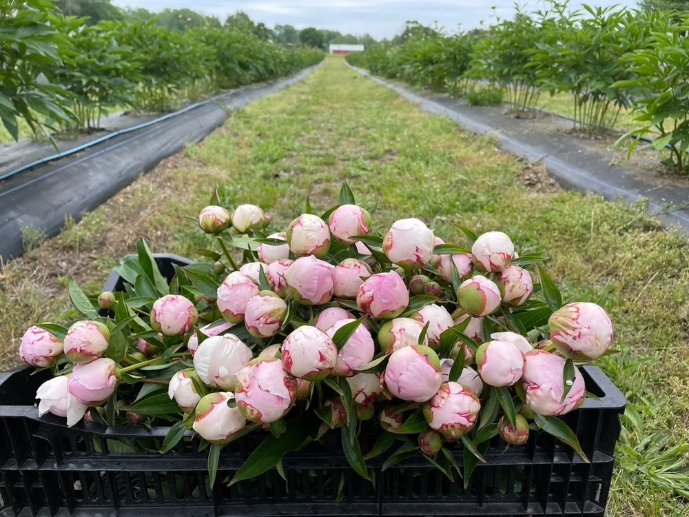 Find Us — White Barn Flower Company