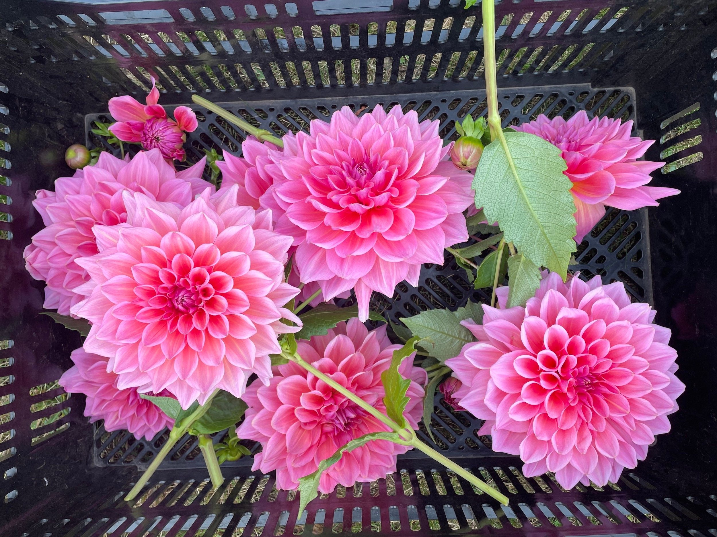 What We Do — White Barn Flower Company