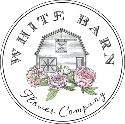 Otto's Thrill — White Barn Flower Company