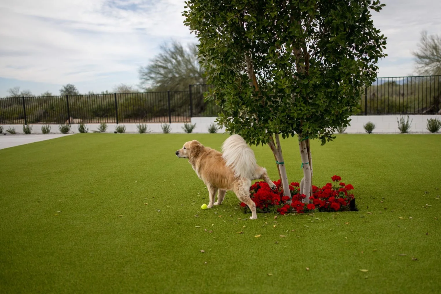 Discover the Most Common Stains on Artificial Turf — TurfWash