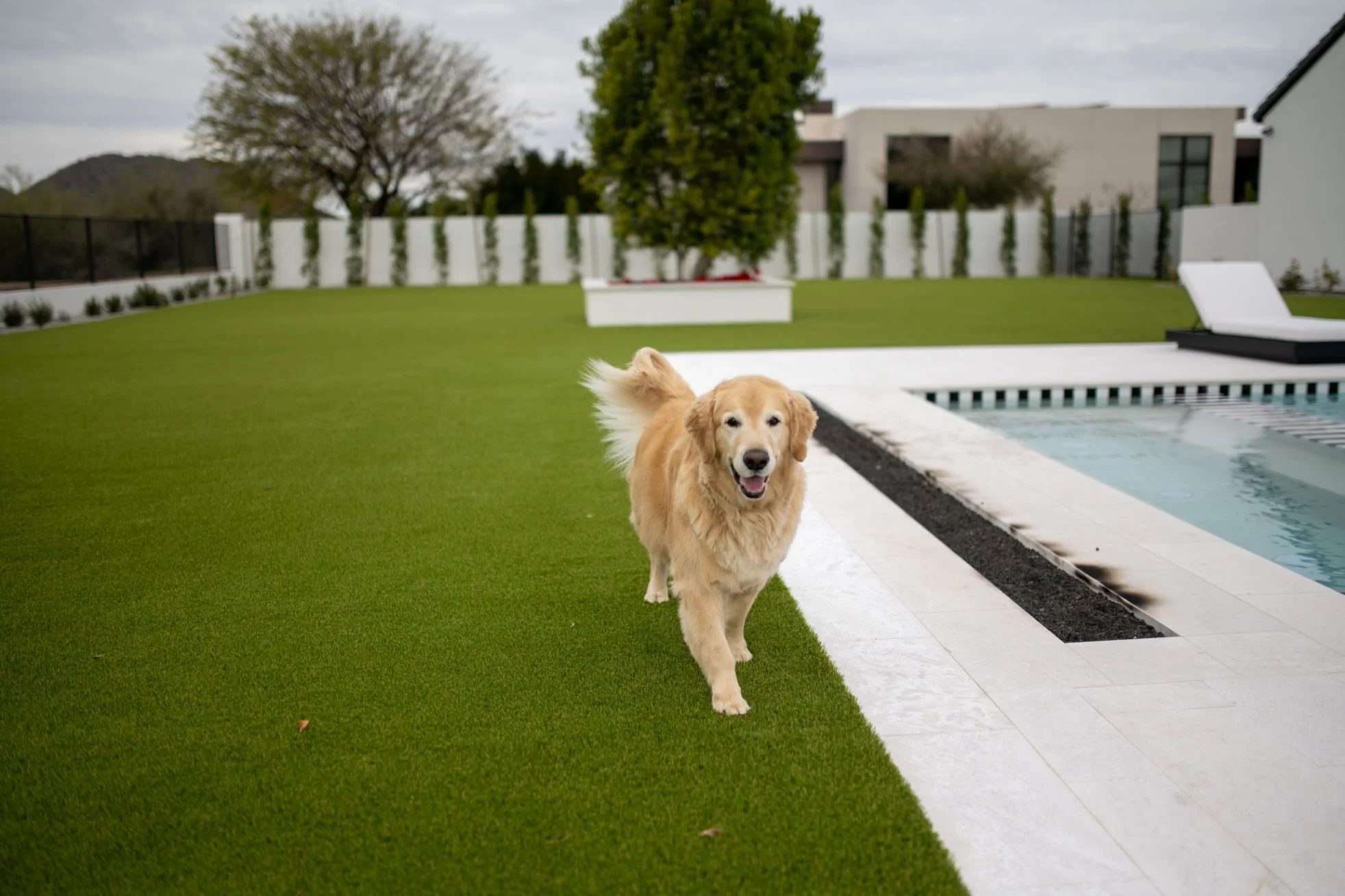 Learning How to Care for Artificial Turf Used by Dogs — TurfWash