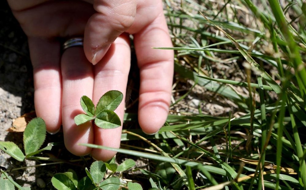 Four Leaf Clover Hunter Gabriella Gerhardt