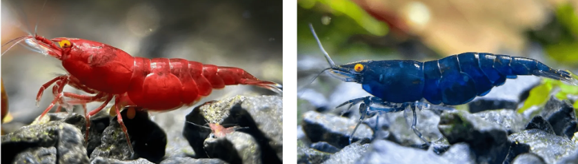 Canada Shipping for Live Aquarium Cherry Shrimps & Caridina Shrimps